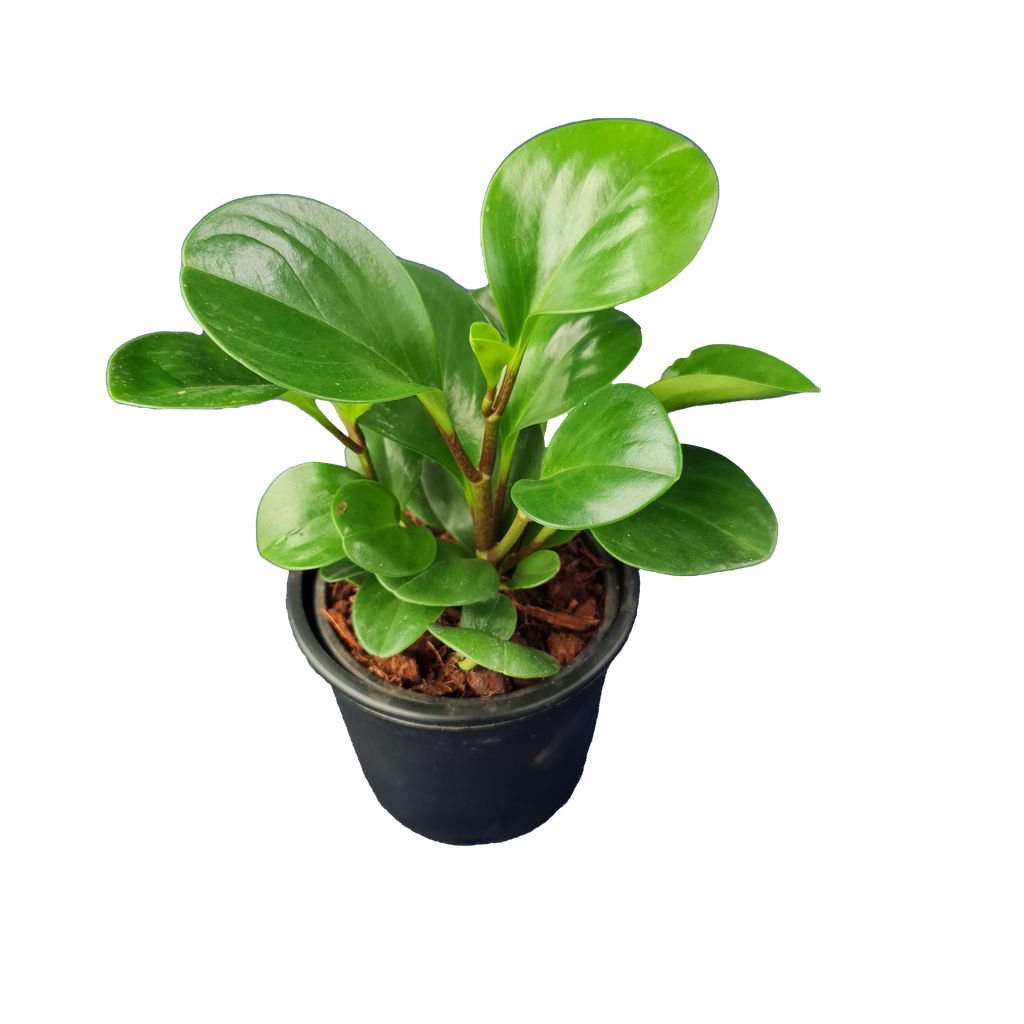 Baby Rubber Plant (Peperomia obtusifolia): A Stunning Indoor Houseplant"